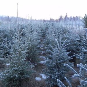 Seed-N-Tree Farms | Seed-N-Tree Farms